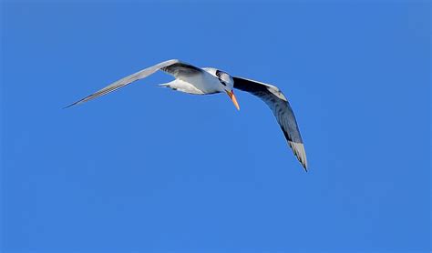 Royal Tern Birdwatching