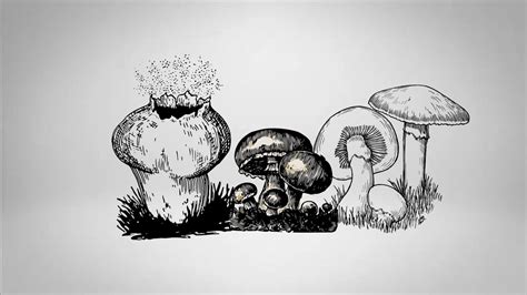 Saprophytes Definition Types Characteristics Nutritions Examples Biology Notes Online