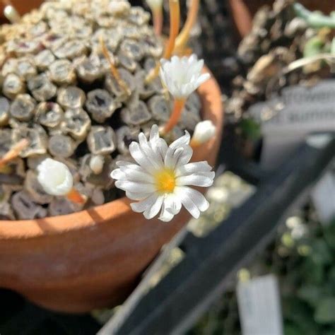 Conophytum Cubicum Plant Care And How To Grow Water