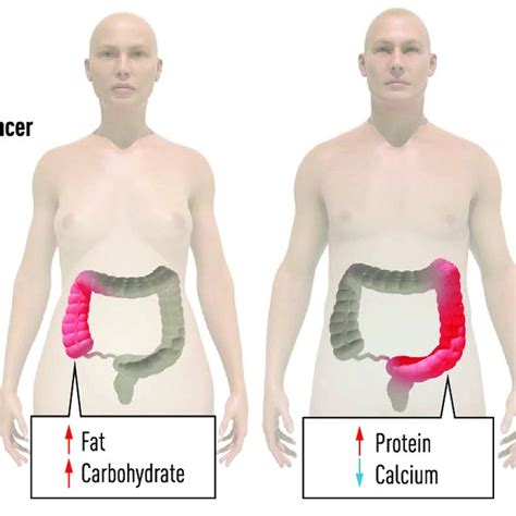 Most Important Sex Differences Between Men And Women Right Sided Download Scientific Diagram