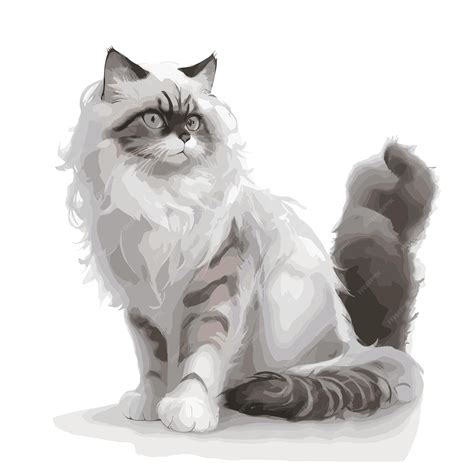 Premium Vector Graceful Ragdoll Vector Illustration Editable Cat
