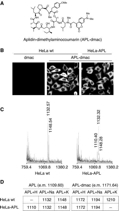 Intracellular Accumulation Of Apl In Hela Wt And Hela Apl Cells A Download Scientific