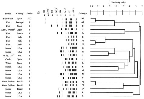 dendrogram of l garvieae isolates based on upgma cluster analysis of