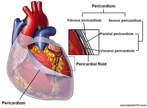 The Heart Flashcards Easy Notecards