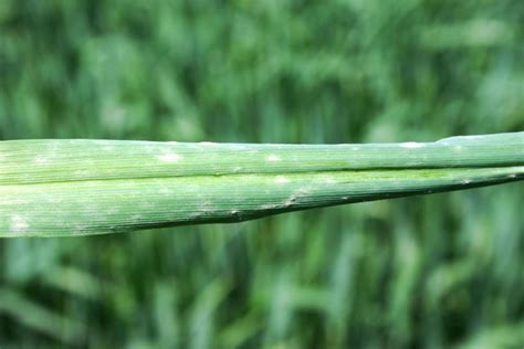 Oat Diseases And Their Control Premium