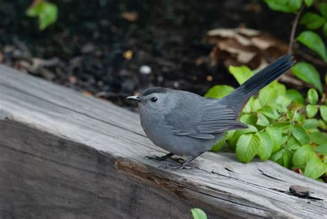 Gray Catbird Spiritual Meaning Symbolism And 9 Signs