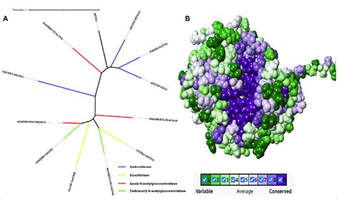 Phylogenetic Tree Analysis And Evolutionary Analysis Of Afchij A The