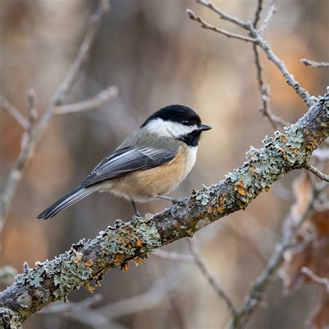 Carolina Chickadee Poecile Carolinensis Guide Diet Habitat
