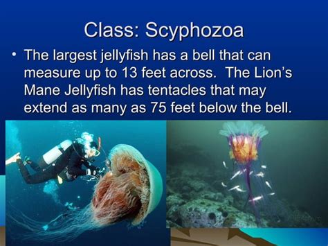 Class Scyphozoa Notes Ppt
