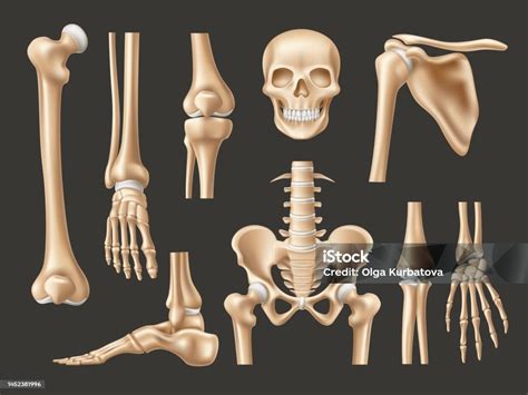 현실적인 인간의 뼈 고립 된 3d 해부학 적 신체 부위 골격 요소 두개골 정면도 발 손 및 골반 다양한 관절 교육 의료 모델 완전한 벡터 세트 뼈에 대한 스톡 벡터 아트 및