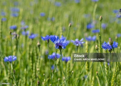 Blue Cornflowers In A Cereal Field Wallpapers Cornflower Flowers