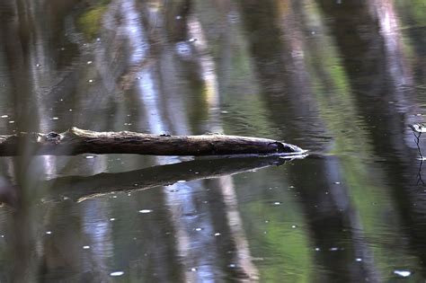 Water Reflection Tree Trunk Waters Free Photo On Pixabay Pixabay
