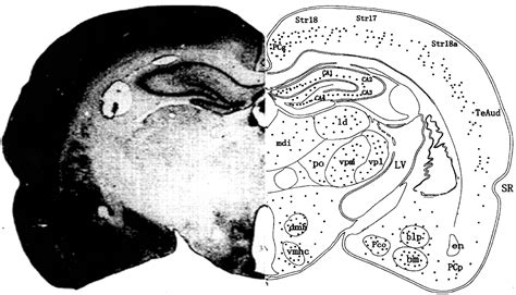 The Expression Of Ccn3 Nov Rna And Protein In The Rat Central Nervous