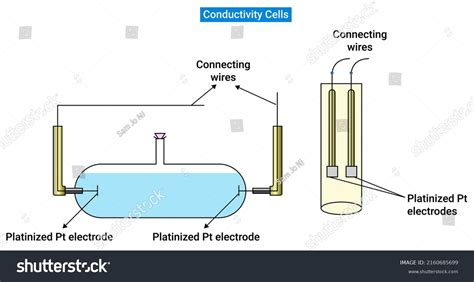 Two Different Type Conductivity Cells Stock Vector Royalty Free 2160685699 Shutterstock