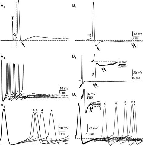 Shape And Parameters Of Action Potentials Evoked By Injection Of Download Scientific Diagram