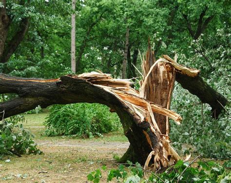 Trees Exploding In Maine At Calvin Hartnett Blog