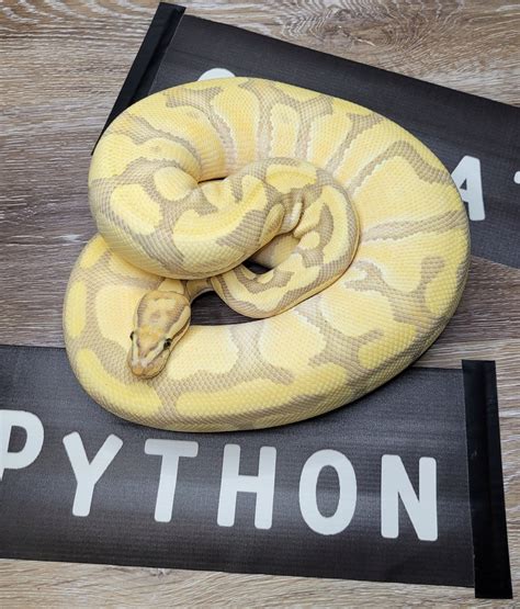 Operation Python Added A New Photo Operation Python