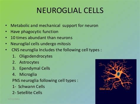 Neuroglial Cells Function