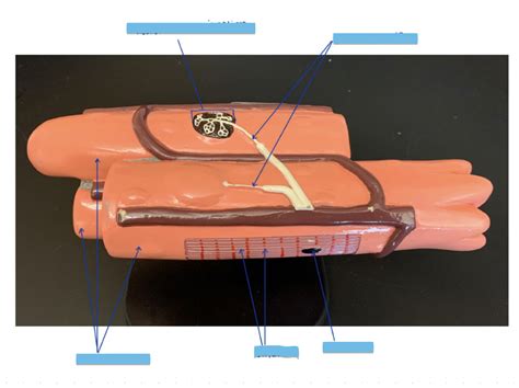 Skeletal Muscle Tissue Diagram Quizlet Skeletal Muscle Tissue Diagram Quizlet