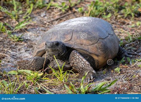 Florida Gopher Frogs At Entrance Of Florida Gopher Tortoise Burrow