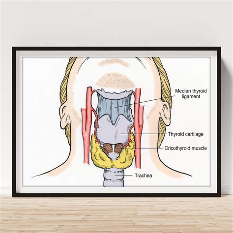 Illustration Of Throat Anatomy 4 Art Print By Science Source Science