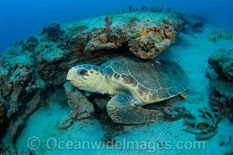Loggerhead Sea Turtle Habitat