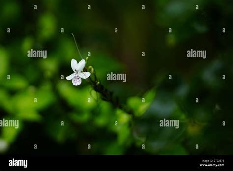 White Flower On A Green Background In A Rainy Day Rule Of Third Stock