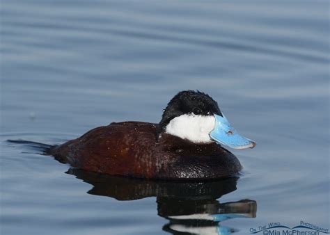Spring Drake Ruddy Duck Up Close Mia Mcphersons On The Wing Photography