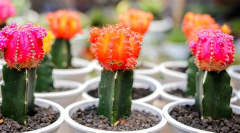Different Types Cactus Plants