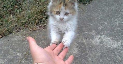 Тъй като със съпруга ми много обичаме домашни любимци не можахме да подминем една бездомна