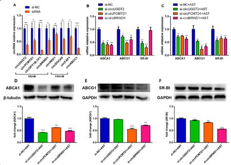 Effect Of Sirna Interference With The Expression Of Circrnas On Target