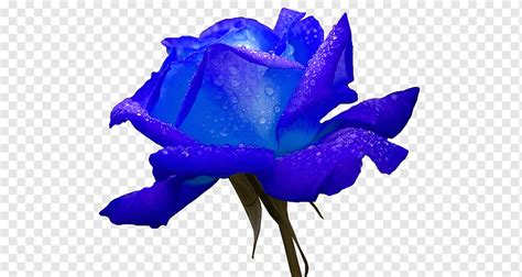 플라워 로즈 블루 로즈 자 푸른 제비꽃 Png Pngwing