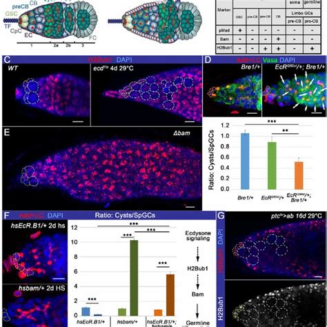 Expression Pattern Of The Ecdysone Pathway Components In The Drosophila