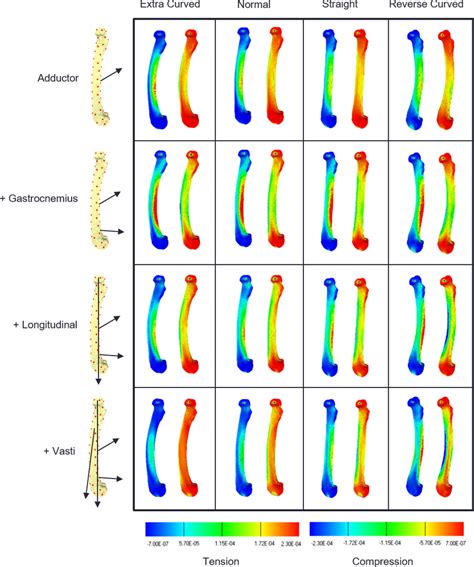 Strain Contour Maps Strain Maps Of The Four Models Under The