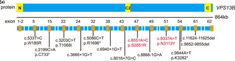 A A Schematic Of The Transcript And Protein Indicating The Vps13b Download Scientific Diagram