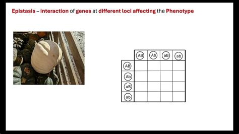 Epistasis Ocr A A Level Biology Revision 6 1 2 Patterns Of Inheritance Youtube