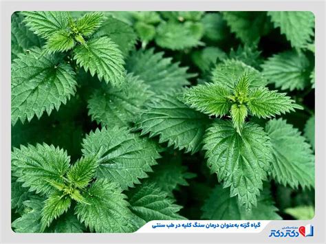 12 روش‌ درمان سنگ کلیه با طب سنتی فوری و اثربخش
