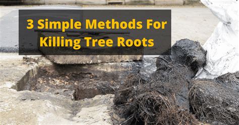 Kill Roots In Sewer Line