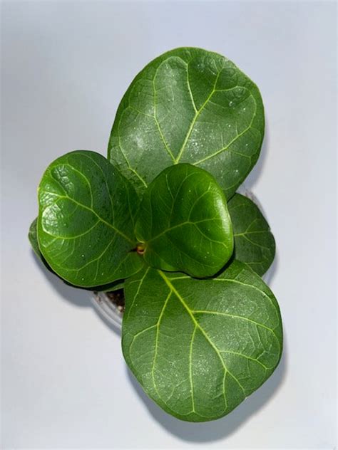 Ficus Lyrata Bambino Mini Fiddle Leaf Etsy