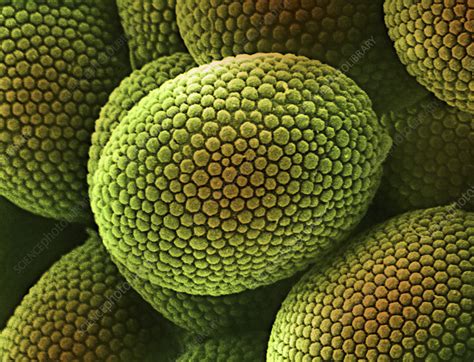 Nematode Worm Egg Sem Stock Image Z180 0229 Science Photo Library