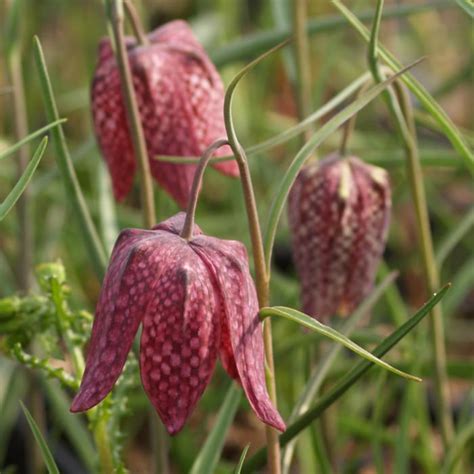 Fritillaria Meleagris Buy Plants At Coolplants