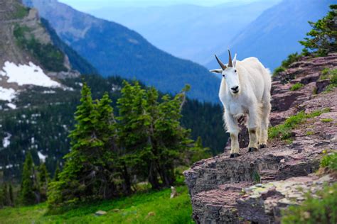 Северный Козел Фото – Telegraph