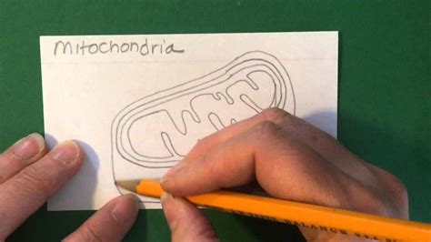 Mitochondria Drawing At PaintingValley Explore Collection Of Mitochondria Drawing