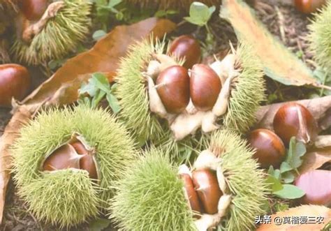 種植板栗，關於實生繁殖的應用，以及種子和幼苗的特徵特性 每日頭條