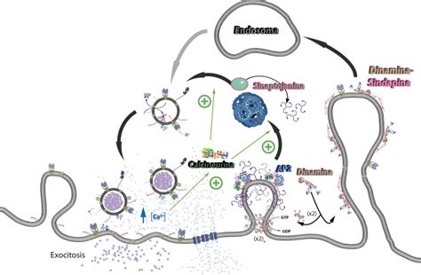Diferencia Entre Endocitosis Y Exocitosis Actualizado Agosto My Xxx