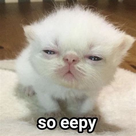 Jjust Woke Up Divertente Meme