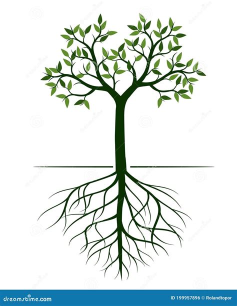 Green Tree With Leaves Vector Outline Illustration Stock Vector Illustration Of Leaf Pattern
