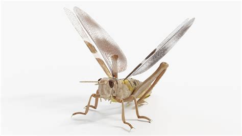 Grasshopper Static 3d Model Turbosquid 2009703 Grasshopper Static 3d Model Turbosquid 2009703