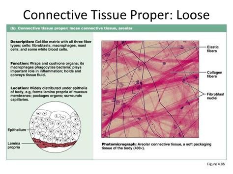 Reticular Connective Tissue Location And Function At Cristy Fields Blog