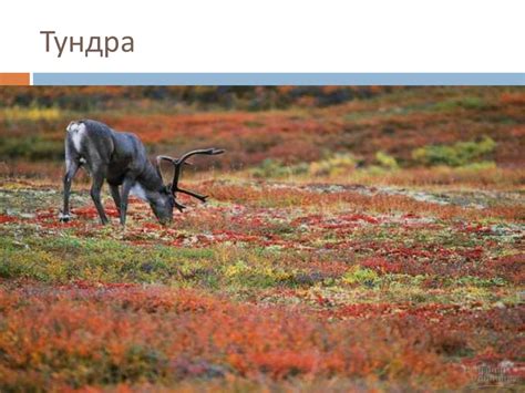 Тундра. Растительный и животный мир тундры - презентация онлайн